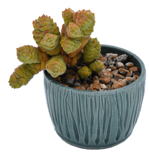 T-rex Plants - Trex Plants