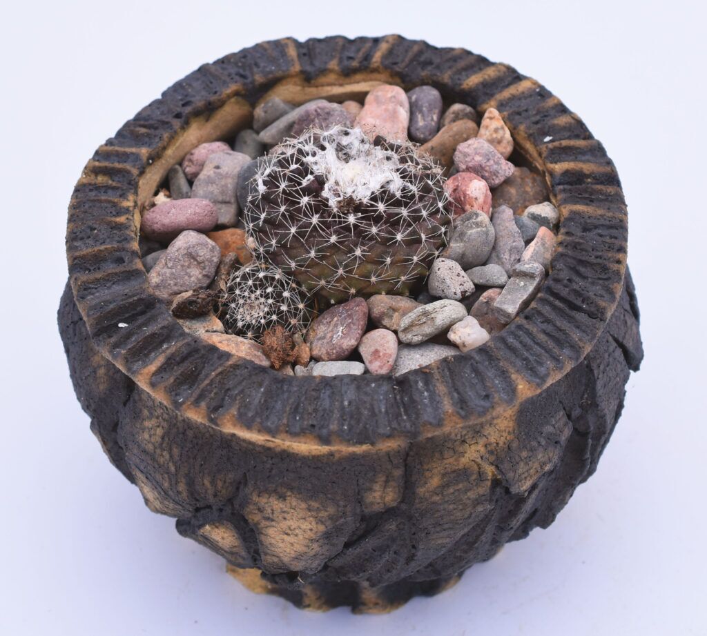 Cacti - Trex Plants