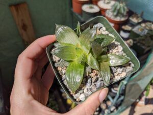 What To Do When You've Sunburnt Your Cactus or Succulent - Trex Plants