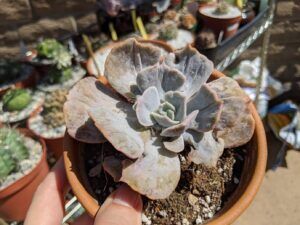 What To Do When You've Sunburnt Your Cactus or Succulent - Trex Plants