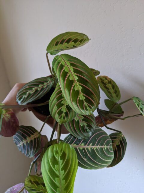 Care Diary: The Prayer Plant; Maranta leuconeura - Trex Plants