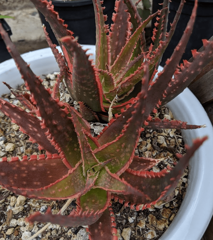 Aloe Hybrids - Trex Plants