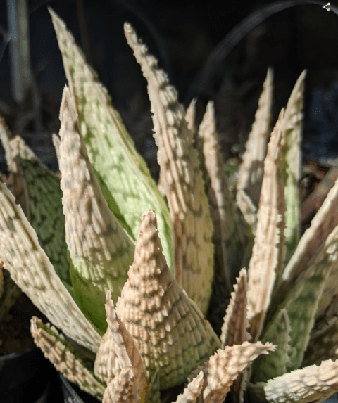 Aloe Hybrids - Trex Plants