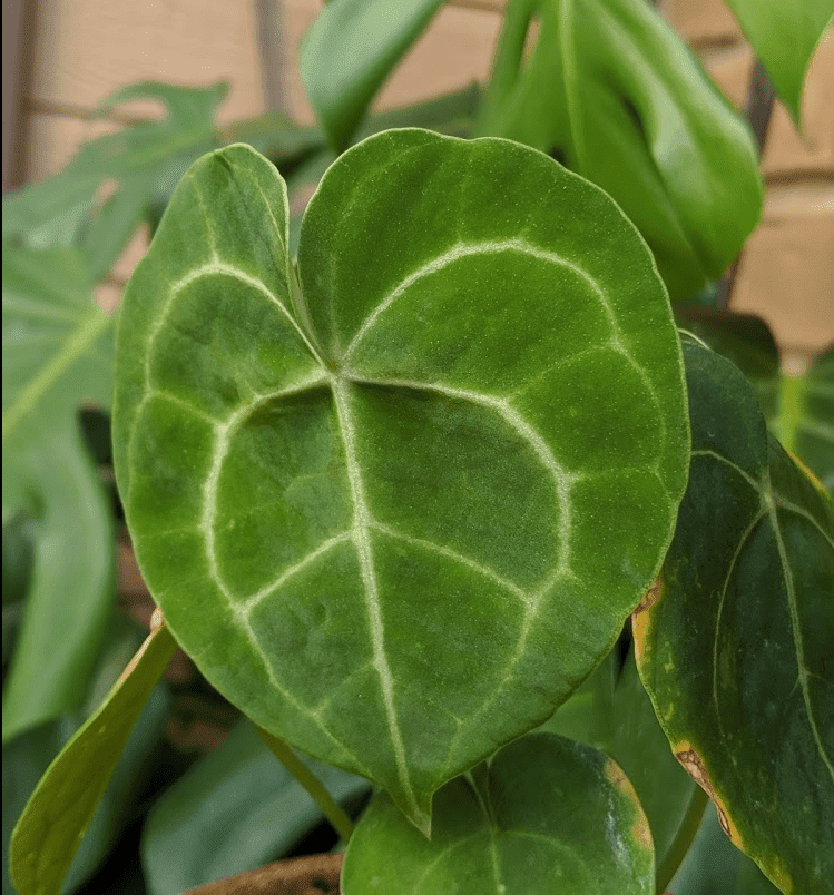 How to Care for Anthurium clarinervium - Trex Plants