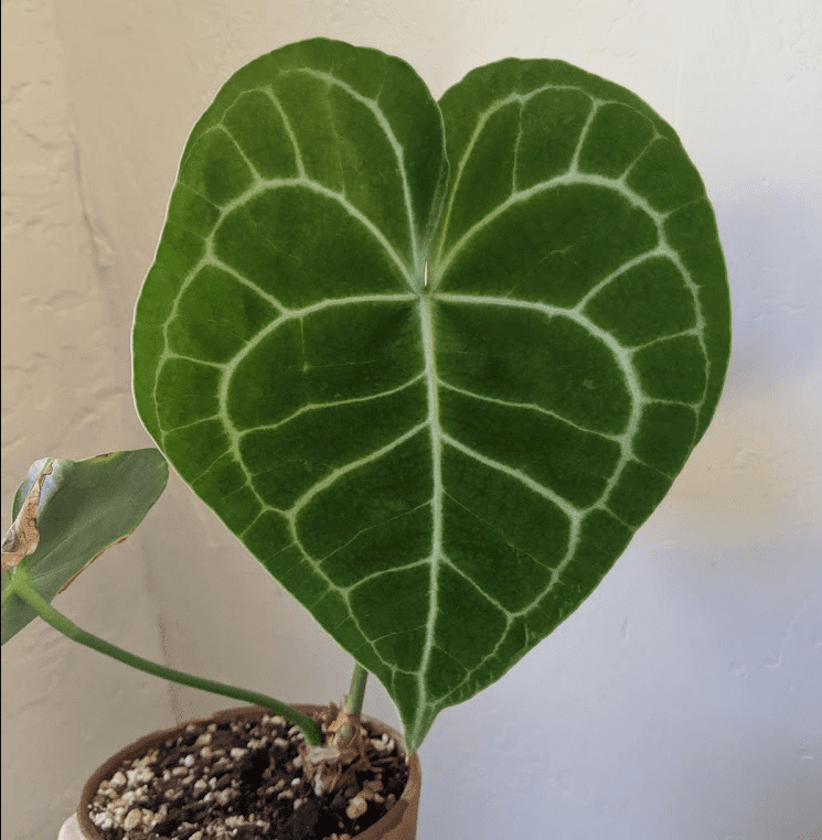 How to Care for Anthurium clarinervium - Trex Plants