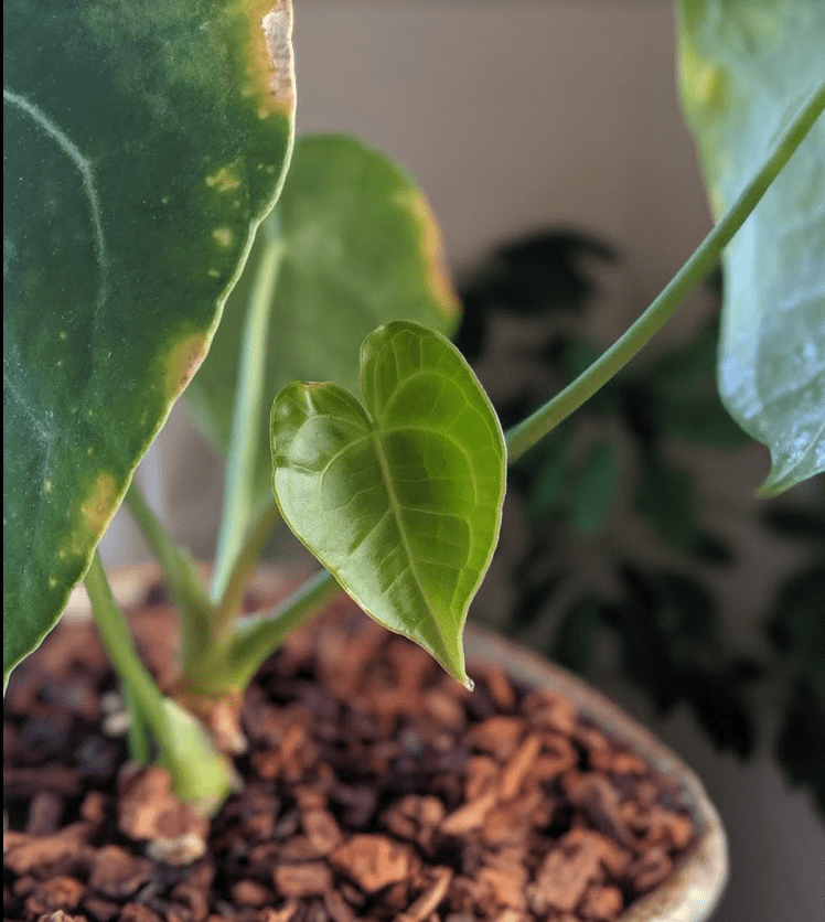 How to Care for Anthurium clarinervium - Trex Plants