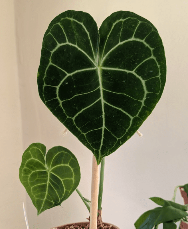 How to Care for Anthurium clarinervium - Trex Plants