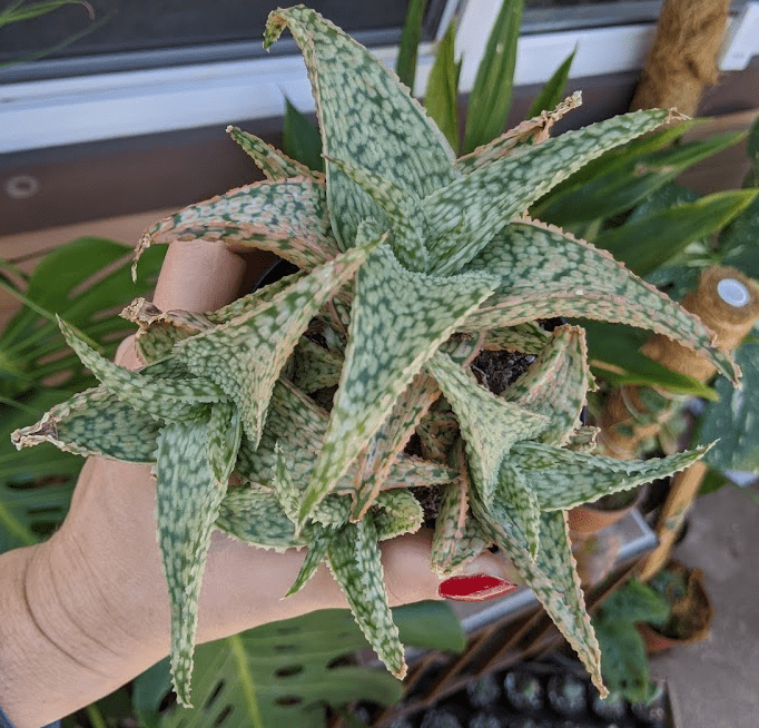 Aloe Hybrids - Trex Plants