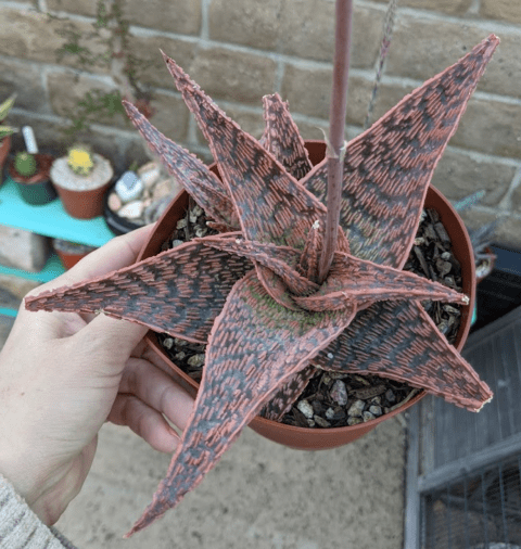 Aloe Hybrids - Trex Plants