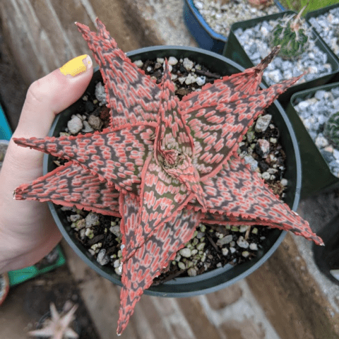 Aloe Hybrids - Trex Plants