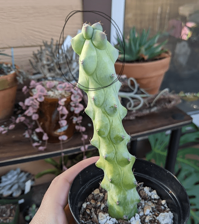Care Diary: The Titty Cactus, or Myrtillocactus geometrizans var ...