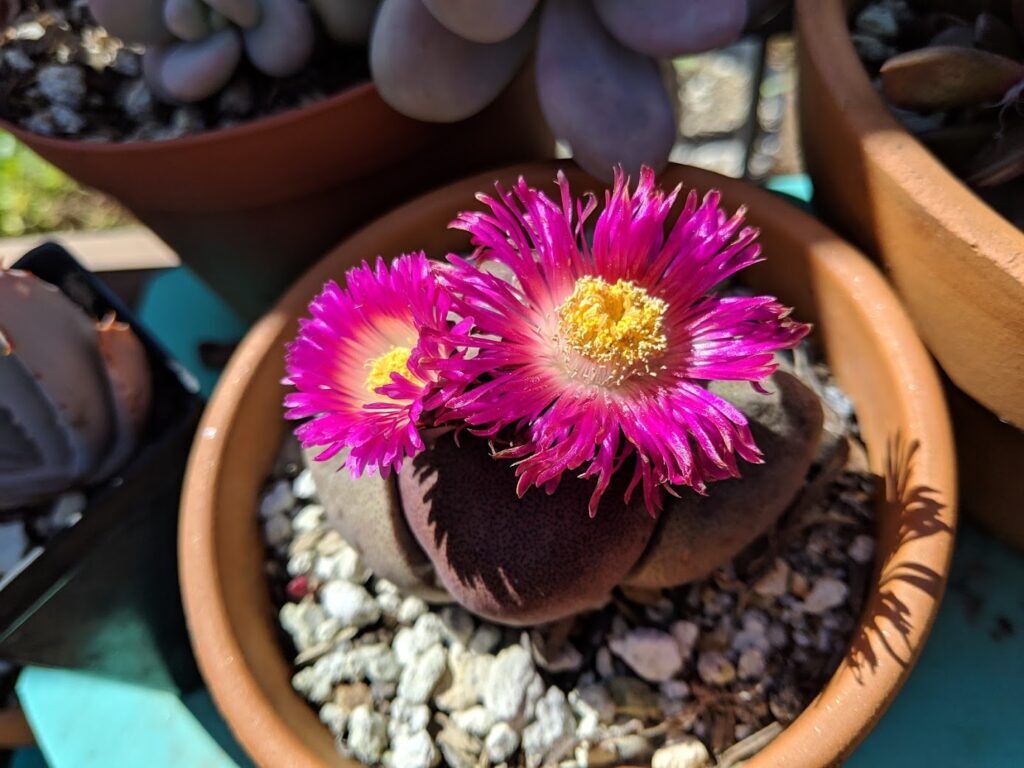 Care Diary: Pleiospilos nelii, the Split Rock Plant - Trex Plants