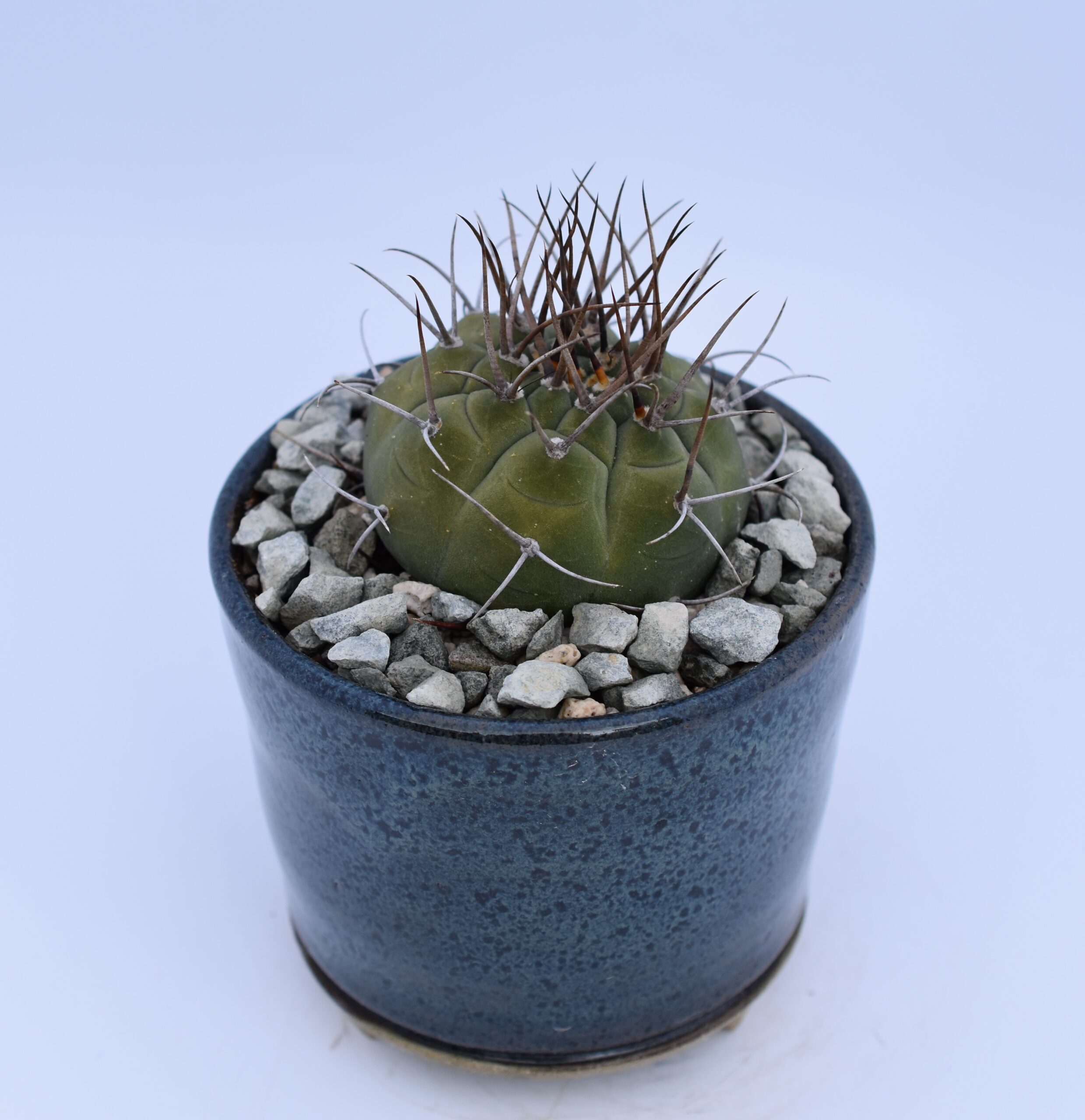How to Repot Your Cacti: A Guide for Beginners - Trex Plants