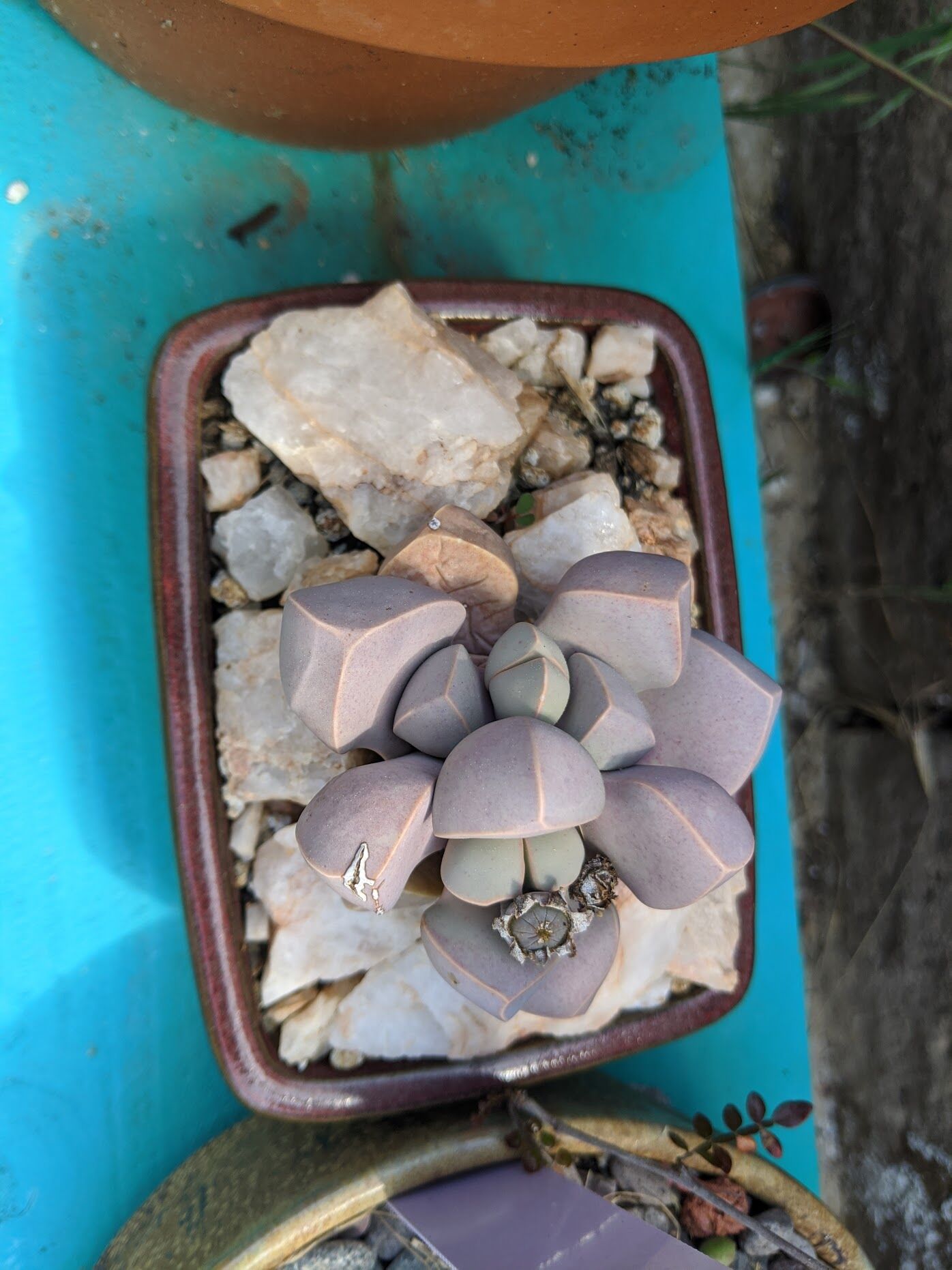 Care Diary: How to Care for Lapidaria margaretae, the Karoo Rose - Trex ...