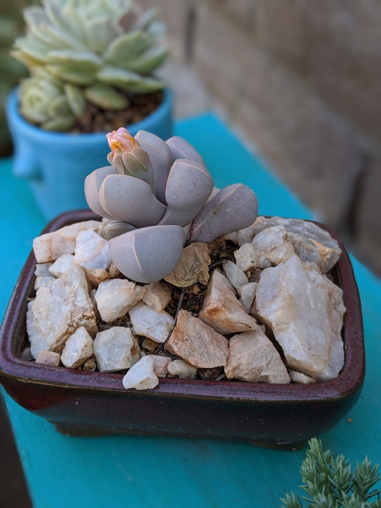 Care Diary: How to Care for Lapidaria margaretae, the Karoo Rose - Trex ...