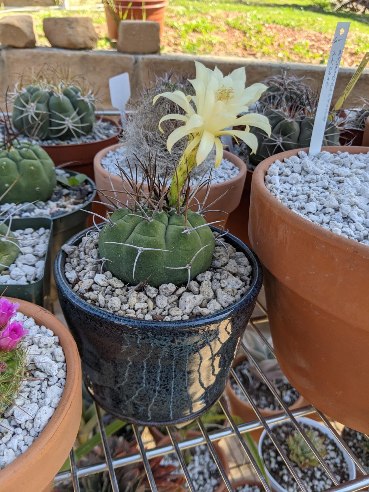 How to Repot Your Cacti: A Guide for Beginners - Trex Plants