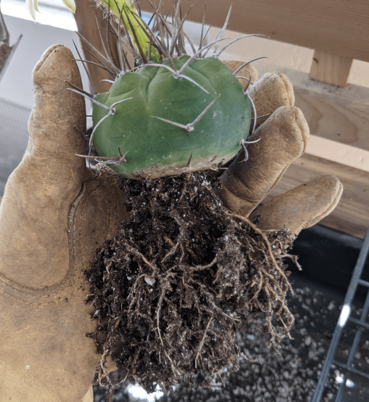 How to Repot Your Cacti: A Guide for Beginners - Trex Plants