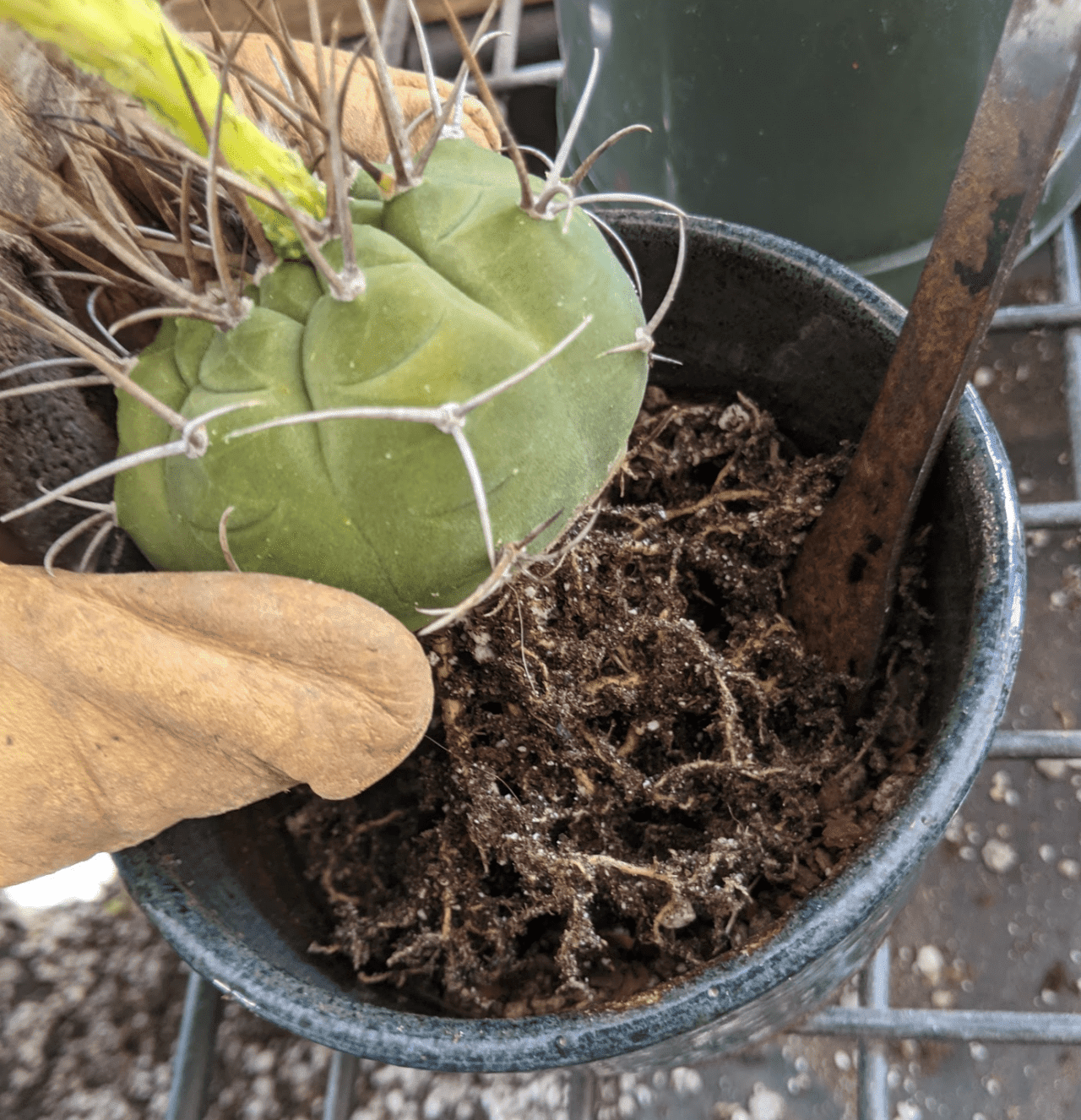 How to Repot Your Cacti: A Guide for Beginners - Trex Plants