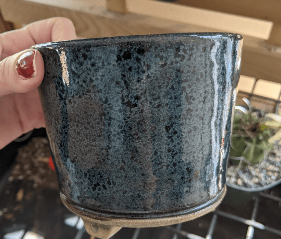 How to Repot Your Cacti: A Guide for Beginners - Trex Plants