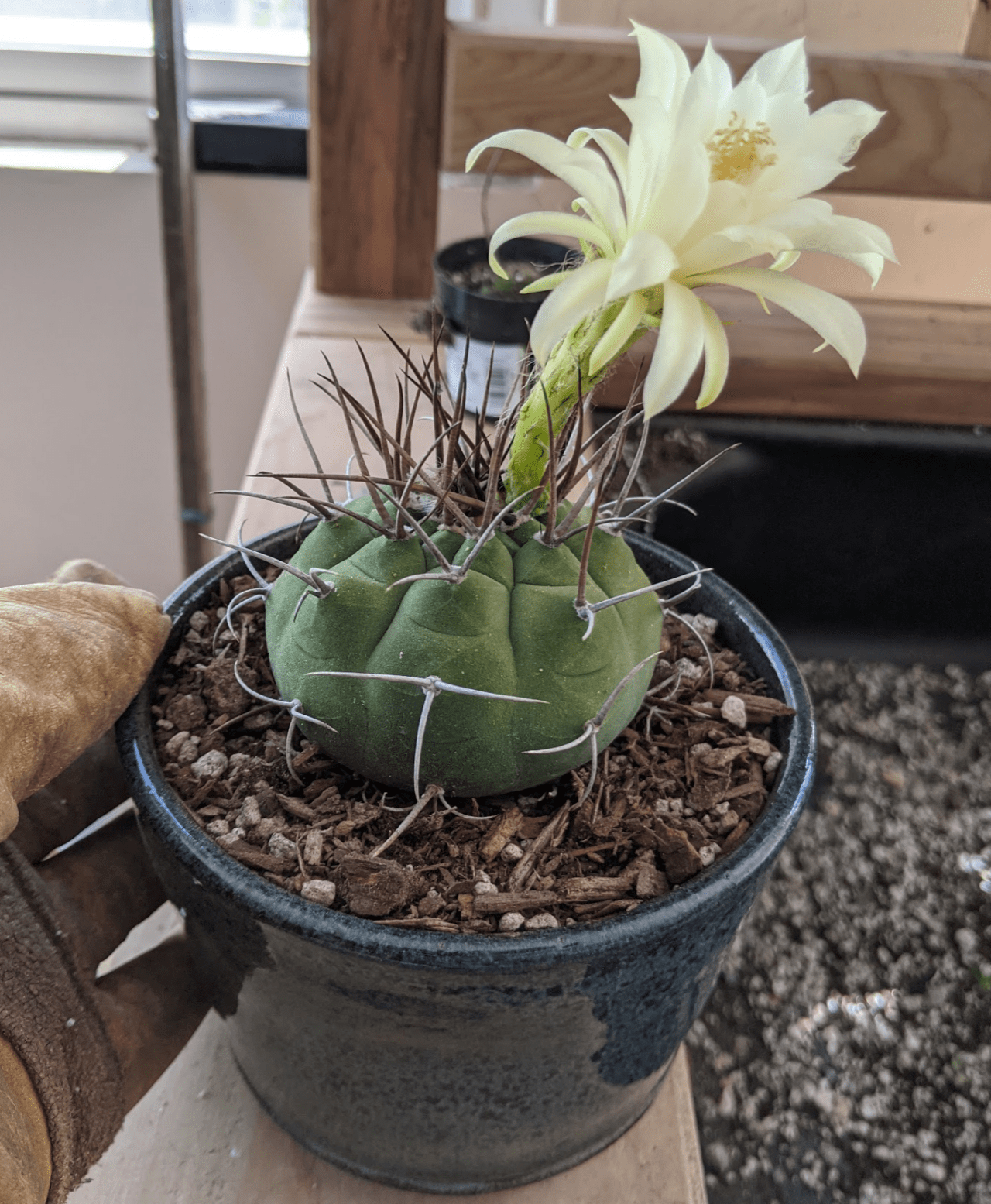 How to Repot Your Cacti: A Guide for Beginners - Trex Plants