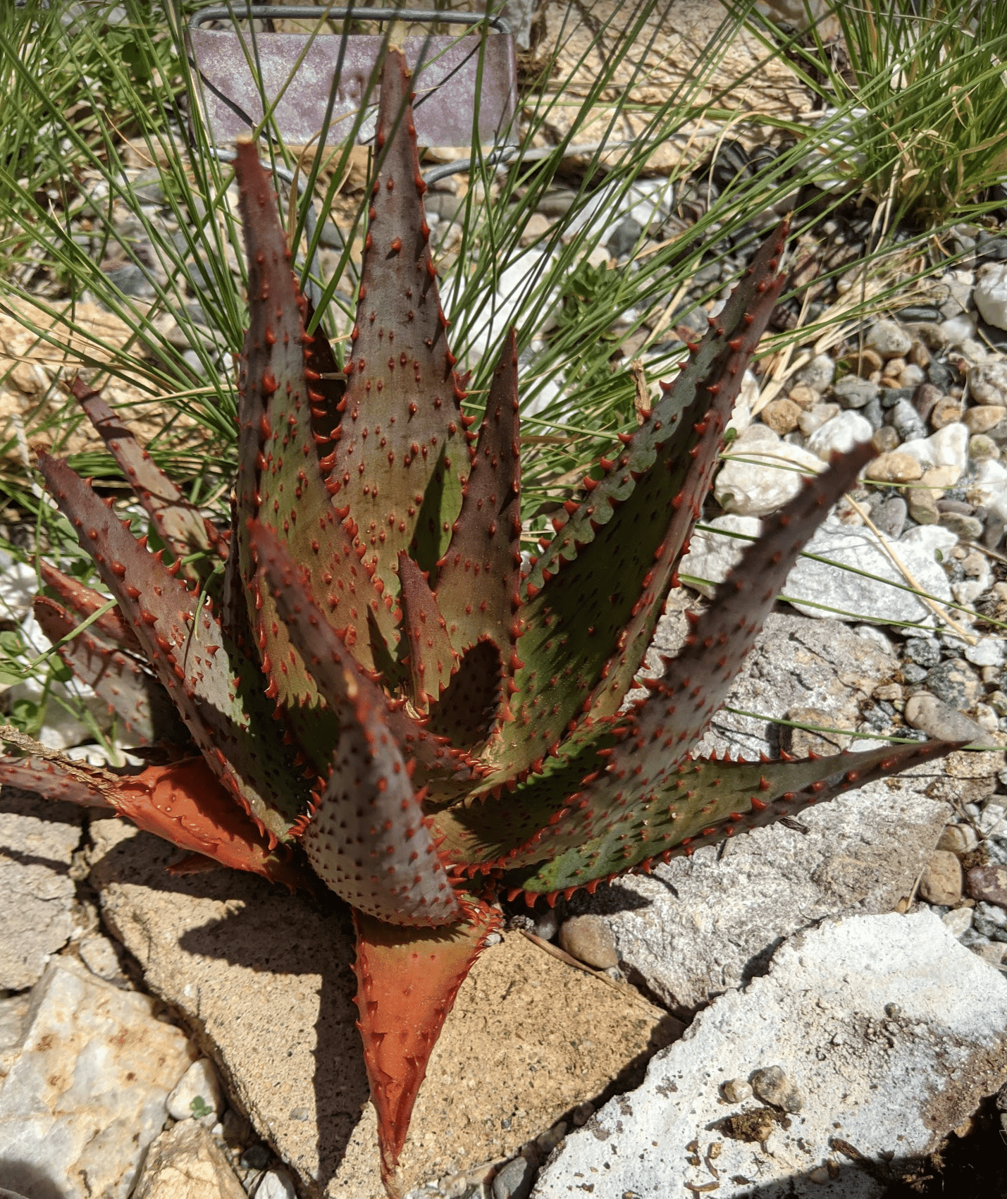 Care Diary: Aloe Hybrid Collection Update - Trex Plants