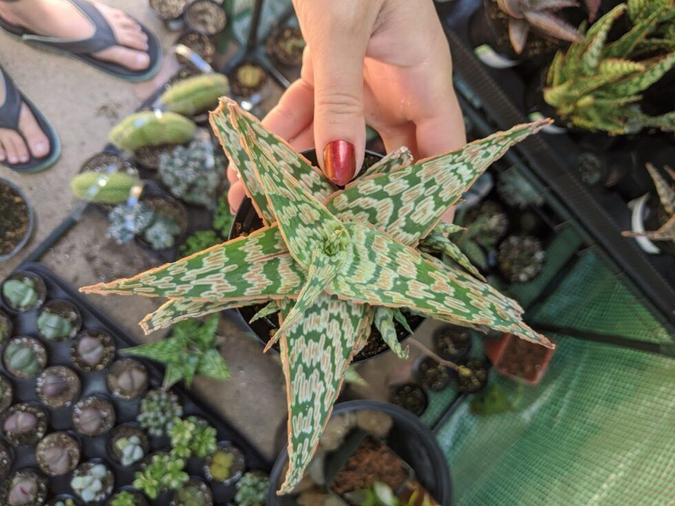 How to Grow and Care for Star Aloe Hybrids - Trex Plants