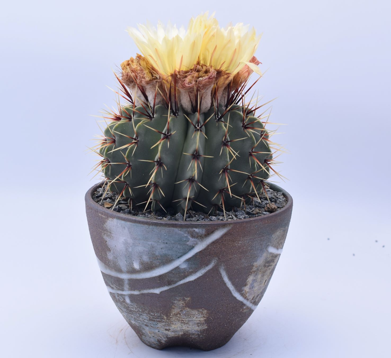Parodia / Notocactus - Trex Plants