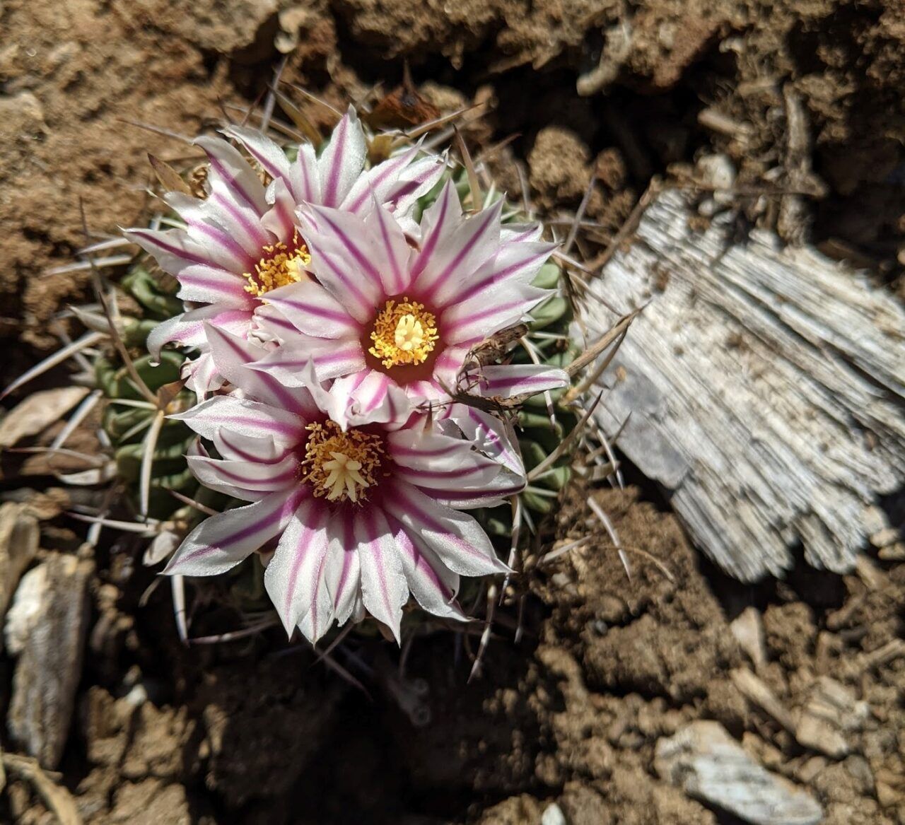 What's Blooming This Spring: The Cacti - Trex Plants