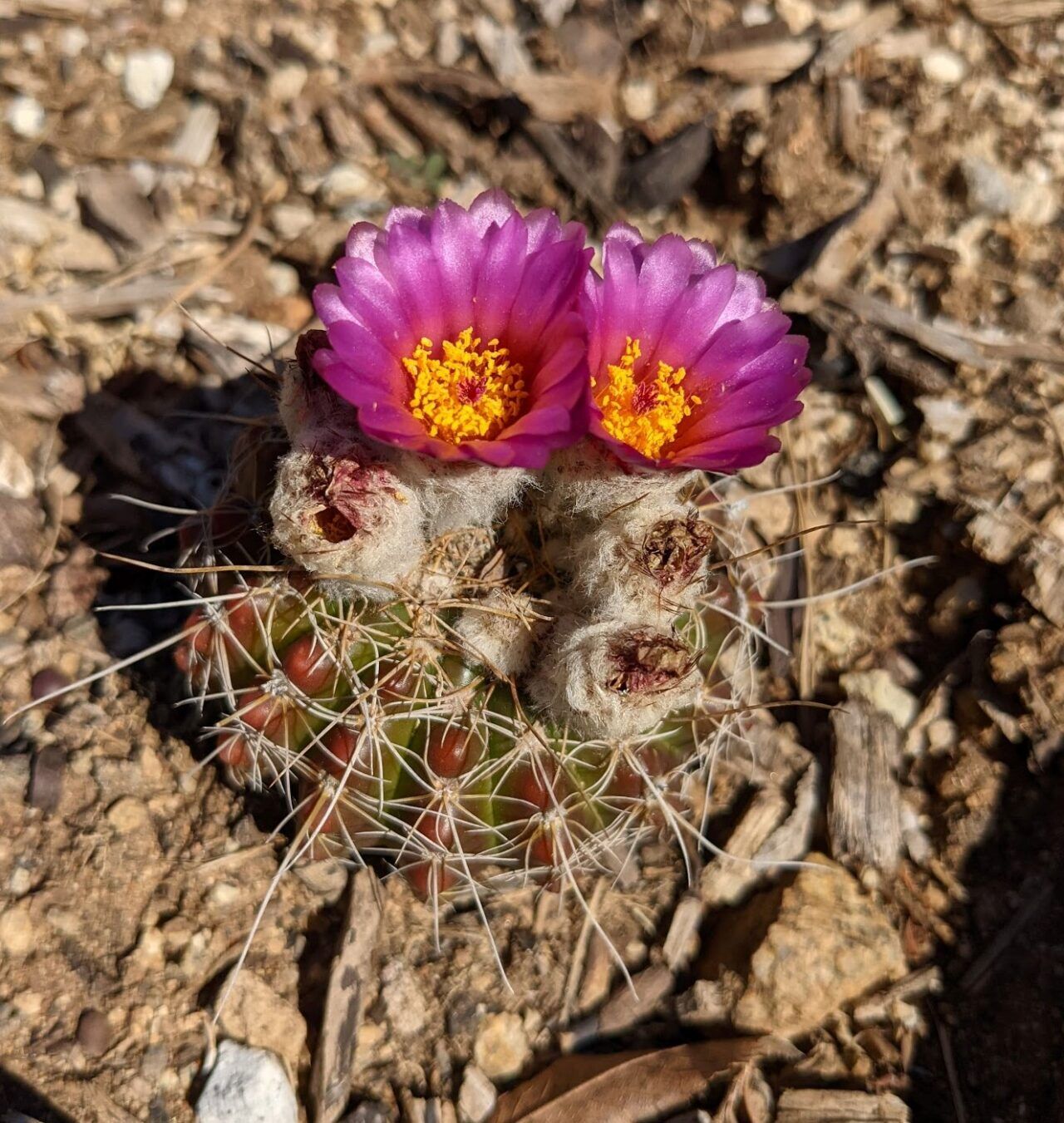 What's Blooming This Spring: The Cacti - Trex Plants