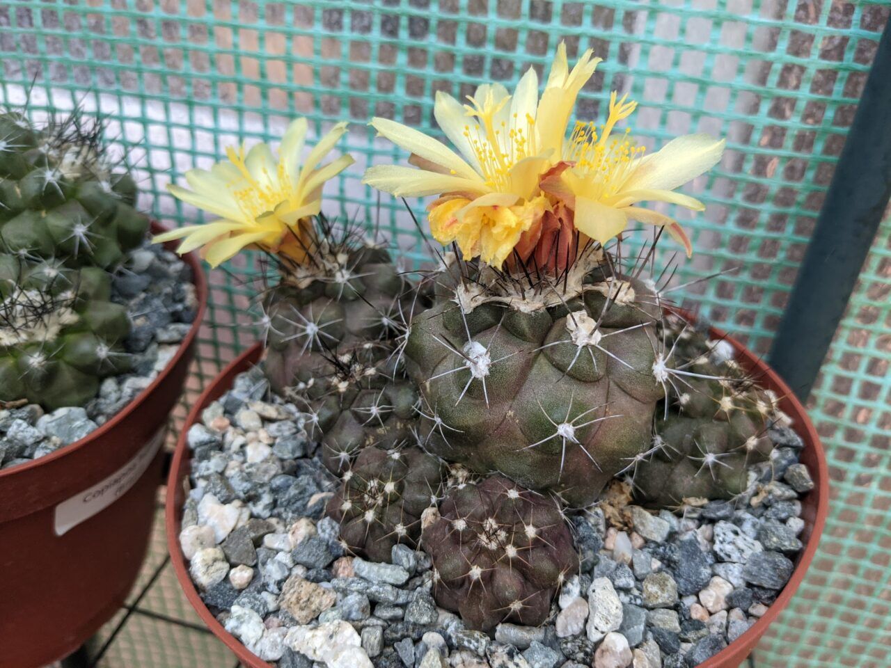 Care Diary: Copiapoa humilis - Trex Plants