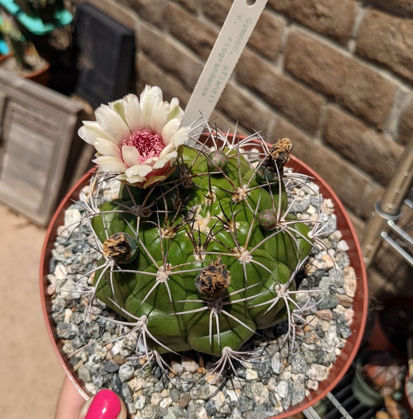 Care Diary: Gymnocalycium pflanzii and its varieties - Trex Plants