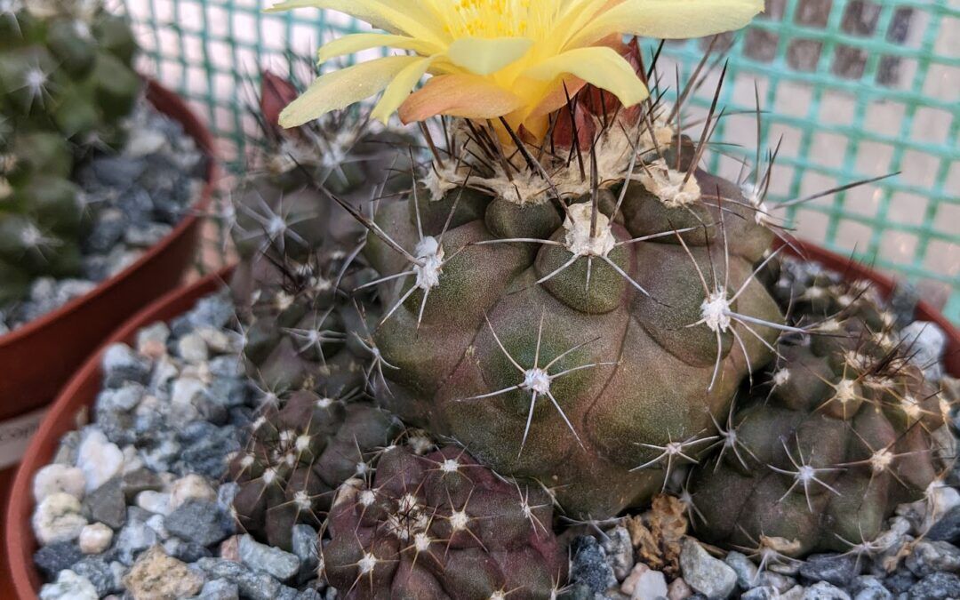 Copiapoa Archives - Trex Plants