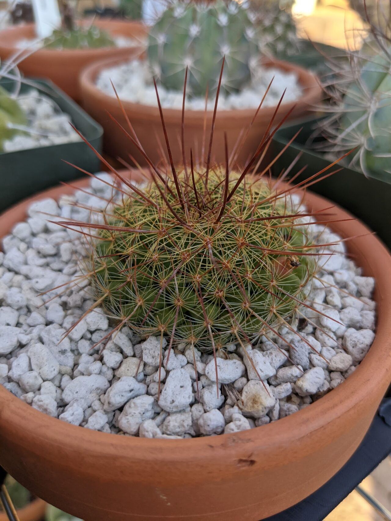 My Favorite Beginner Cacti - Trex Plants