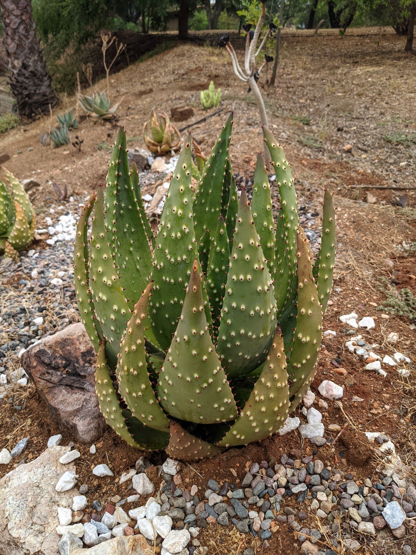 Care Diary: Aloe aculeata - Trex Plants