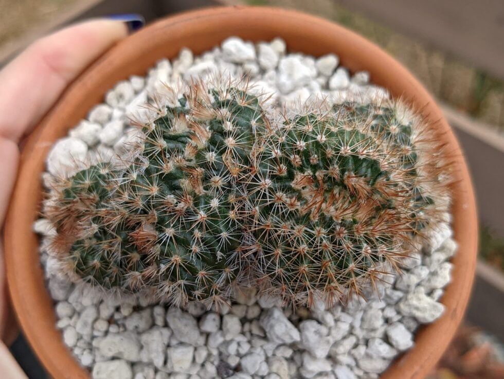 Parodia / Notocactus - Trex Plants