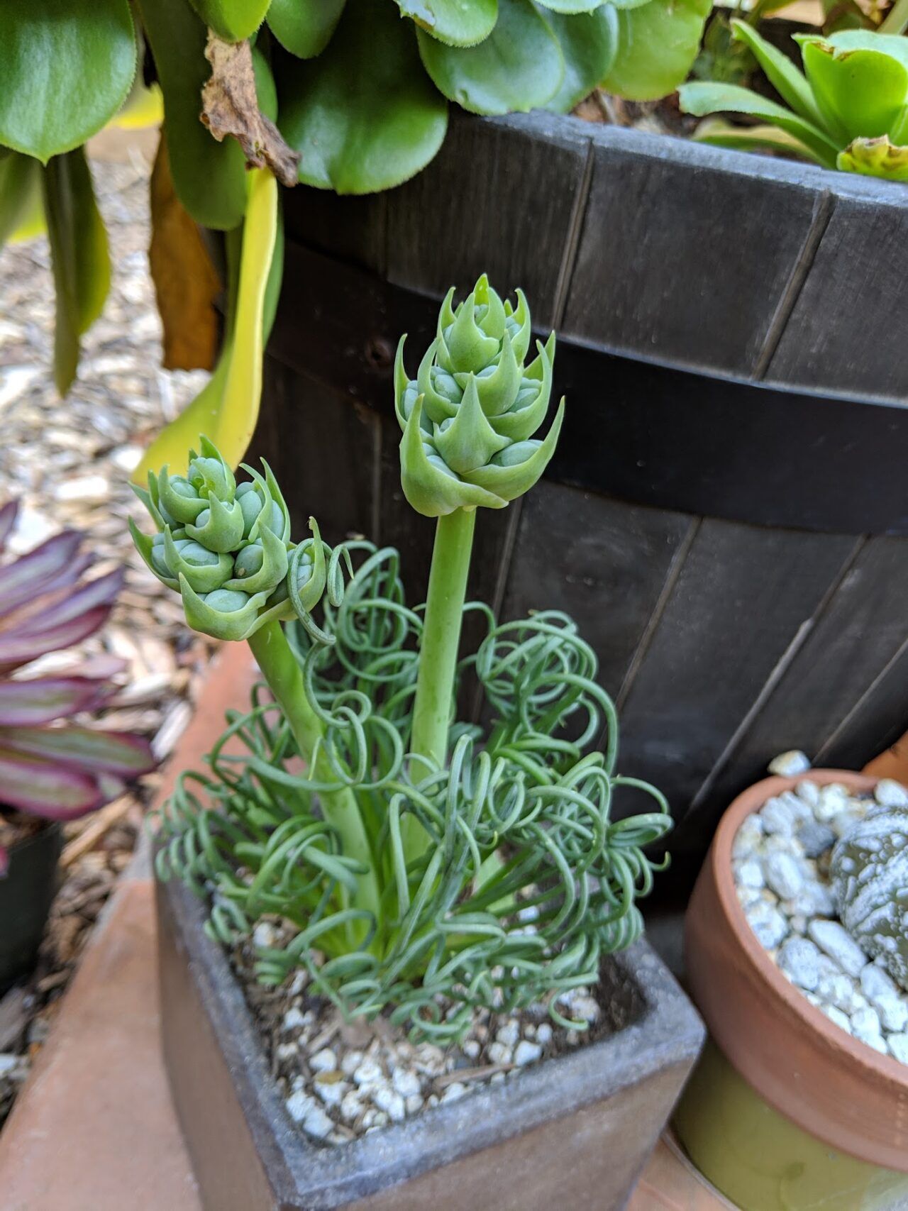 Caring for your Frizzle Sizzle: Is It Really Dead? - Trex Plants