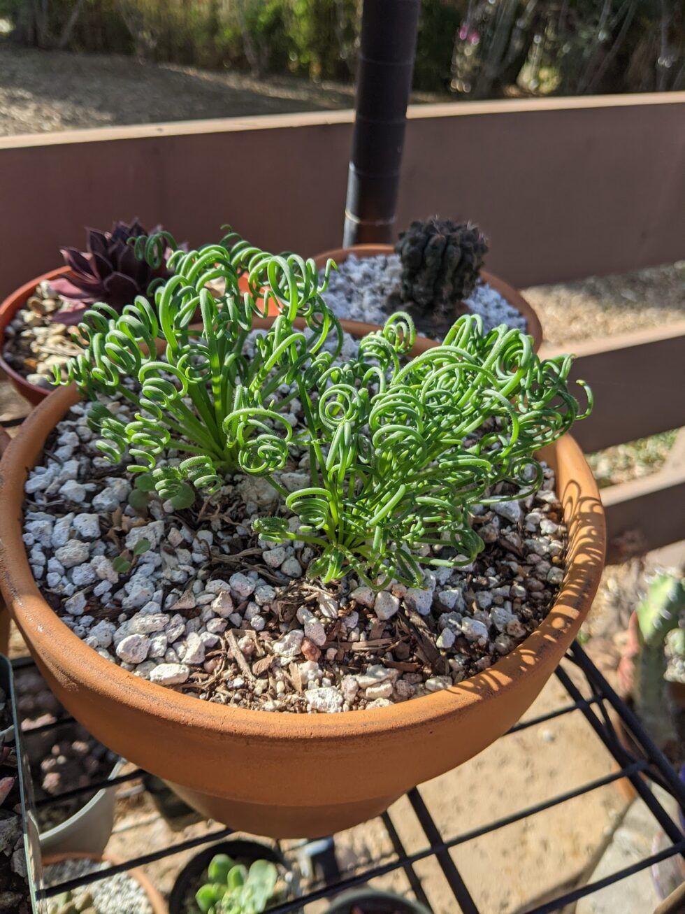 Caring for your Frizzle Sizzle: Is It Really Dead? - Trex Plants