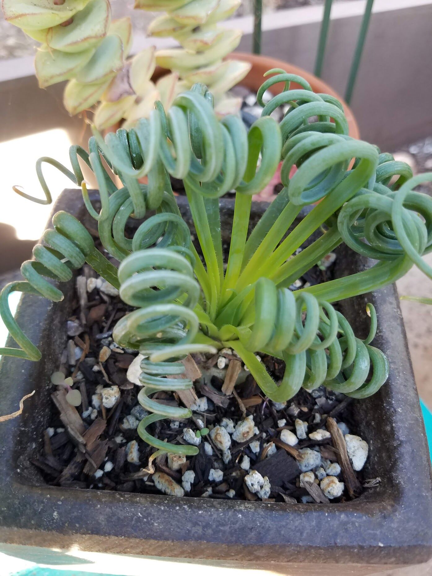 Caring for your Frizzle Sizzle: Is It Really Dead? - Trex Plants