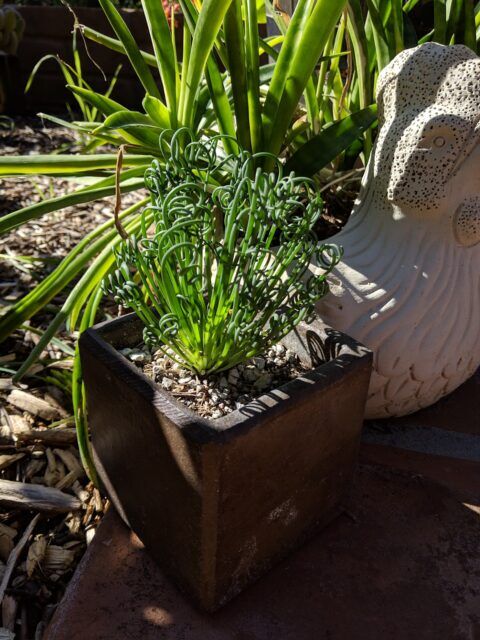 Caring for your Frizzle Sizzle: Is It Really Dead? - Trex Plants