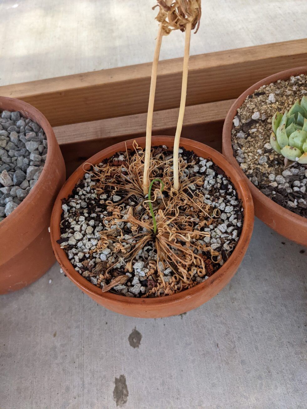 Caring for your Frizzle Sizzle: Is It Really Dead? - Trex Plants