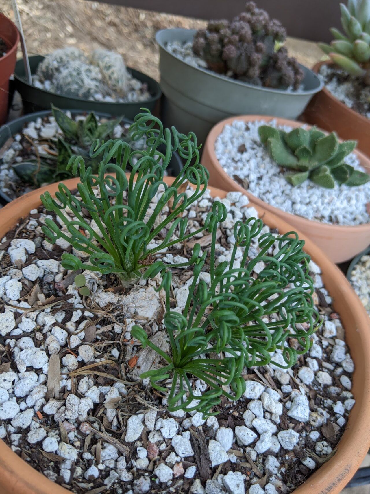 Caring for your Frizzle Sizzle: Is It Really Dead? - Trex Plants