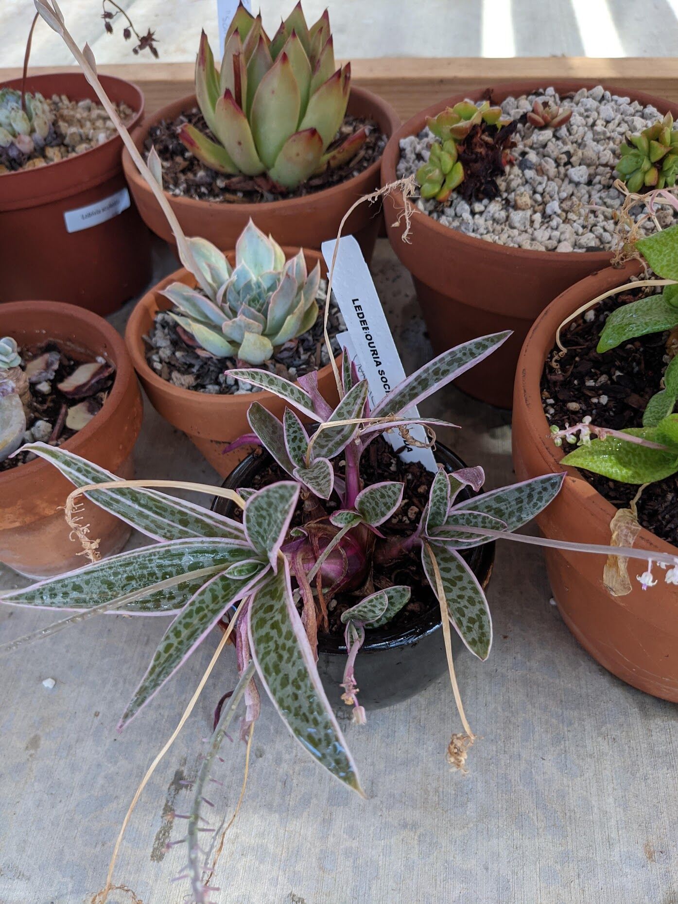 Care Diary: How to Grow Ledebouria socialis - Trex Plants