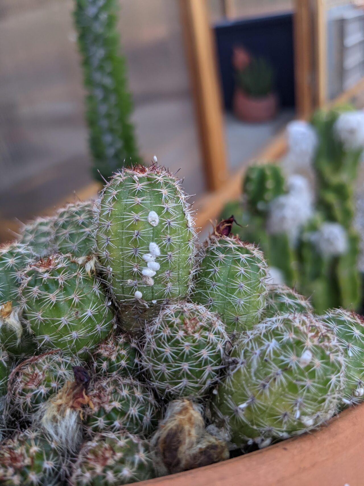 Identifying and Treating Mealy Bugs - Trex Plants