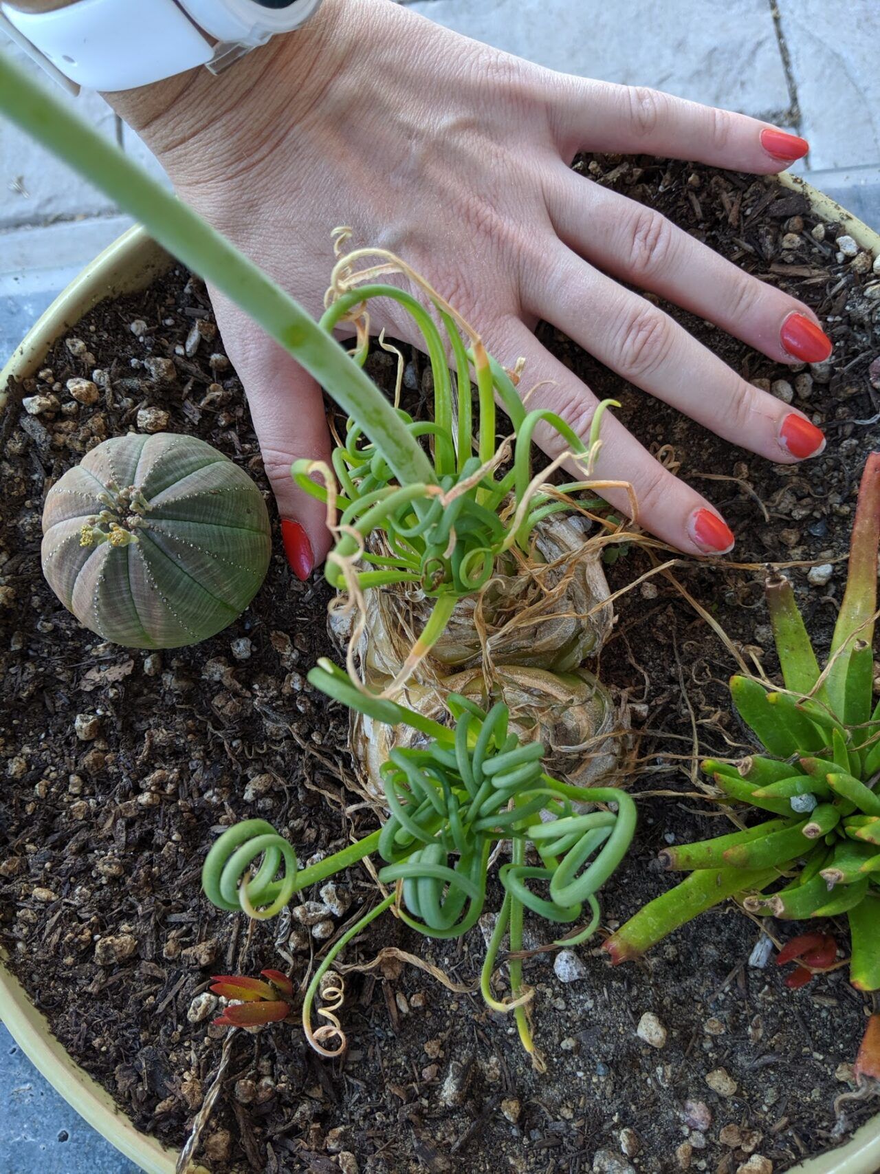 Caring for your Frizzle Sizzle: Is It Really Dead? - Trex Plants