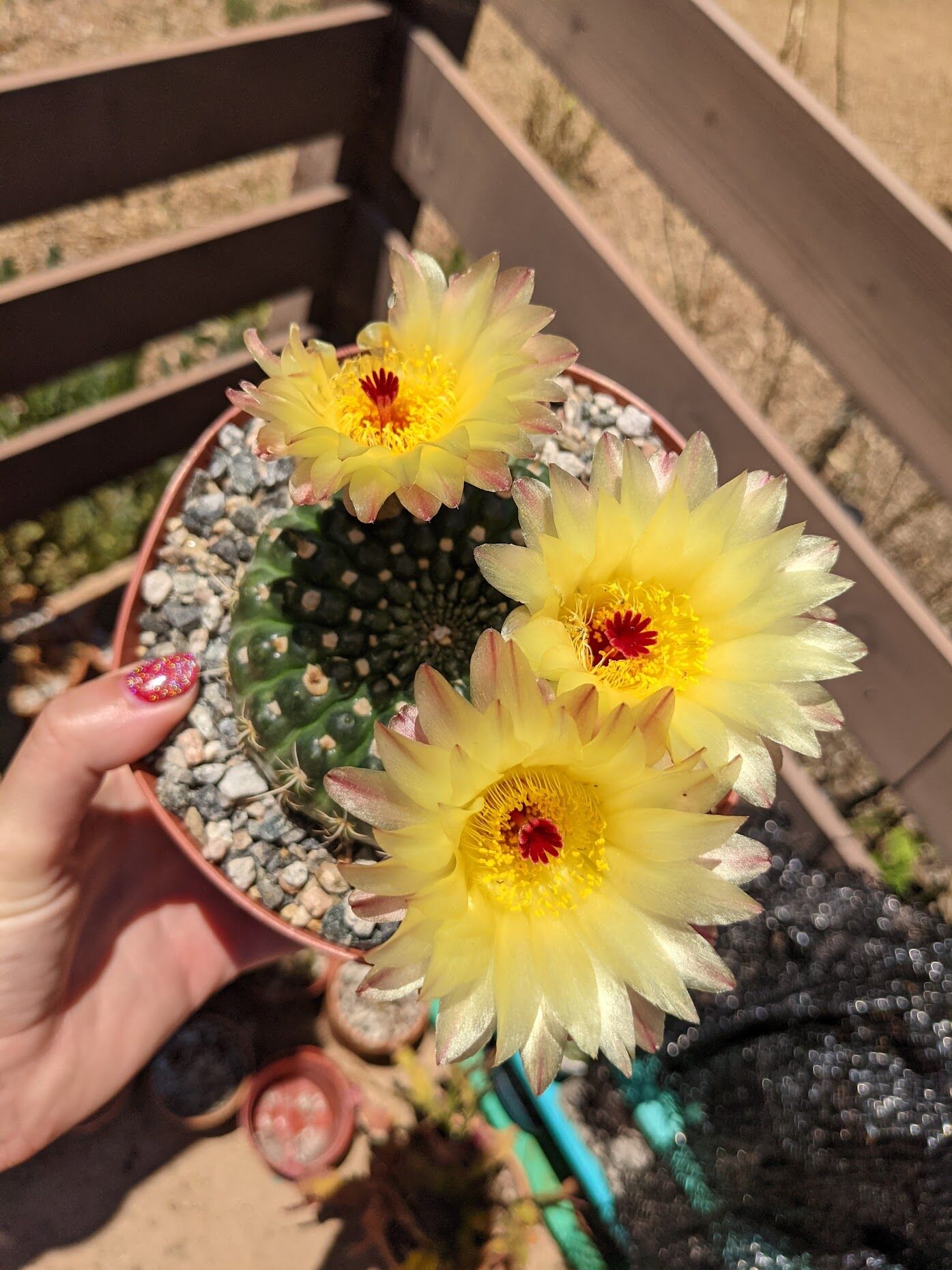 Parodia / Notocactus - Trex Plants