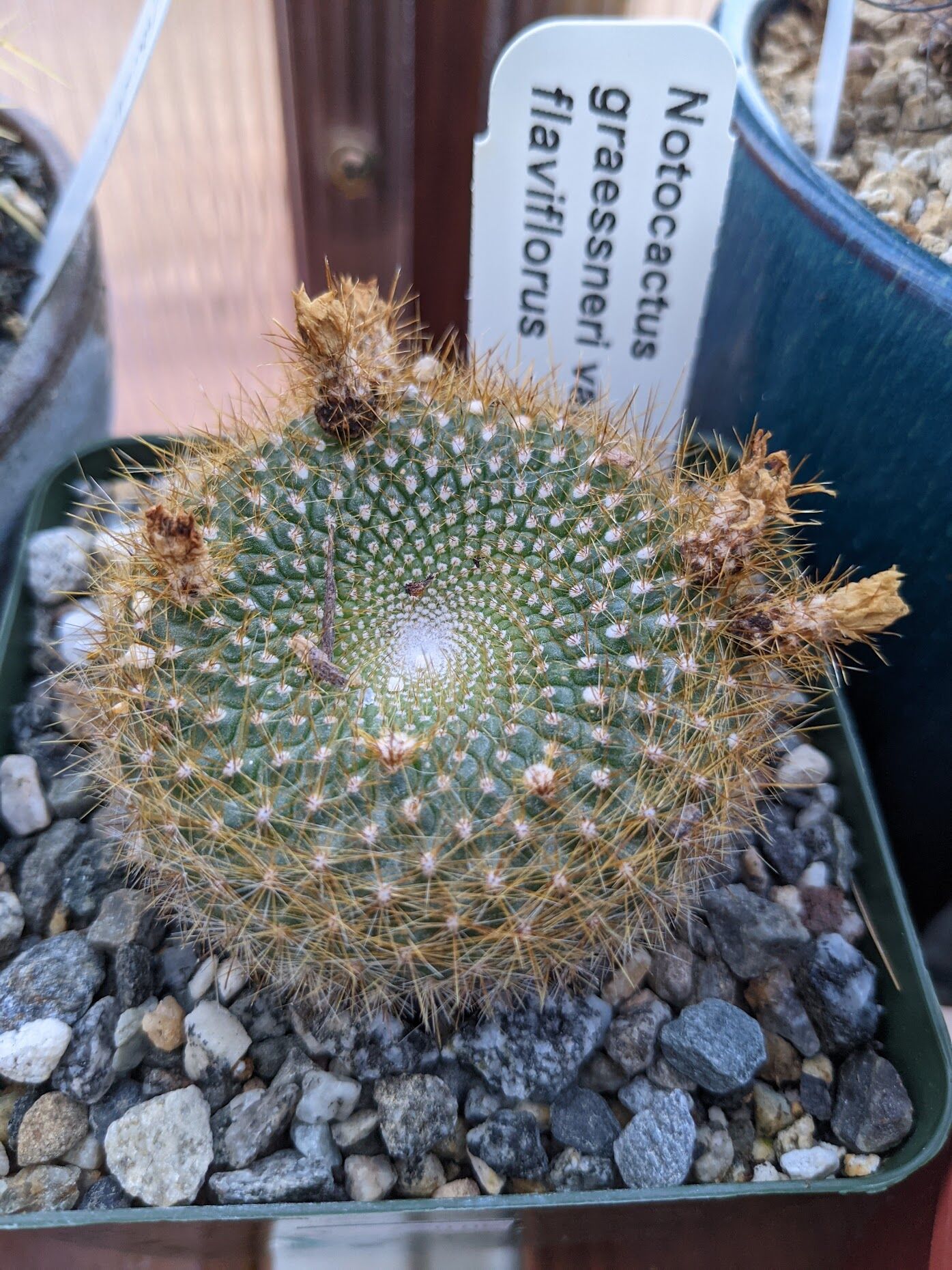 Parodia / Notocactus - Trex Plants