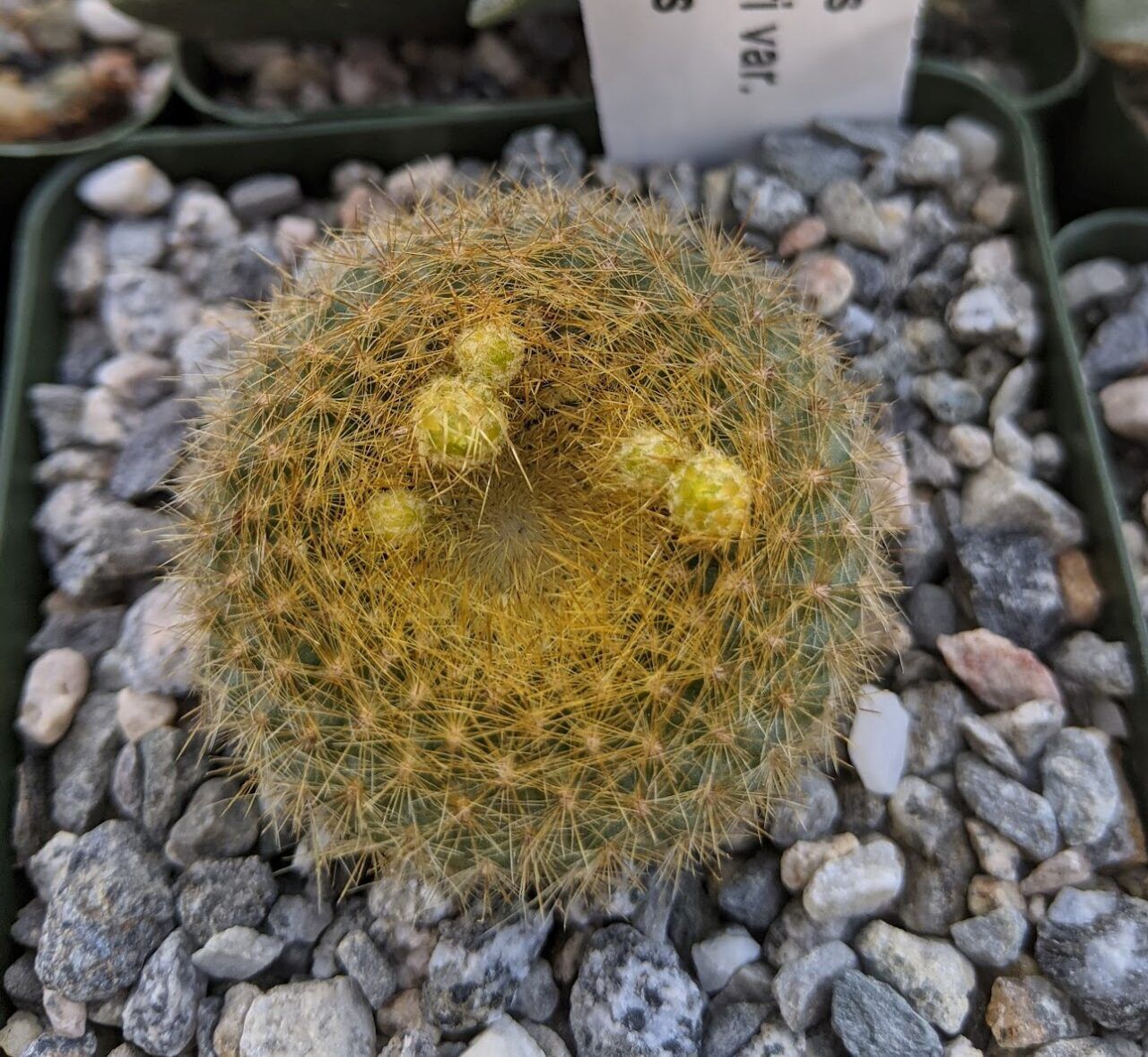 Parodia / Notocactus - Trex Plants