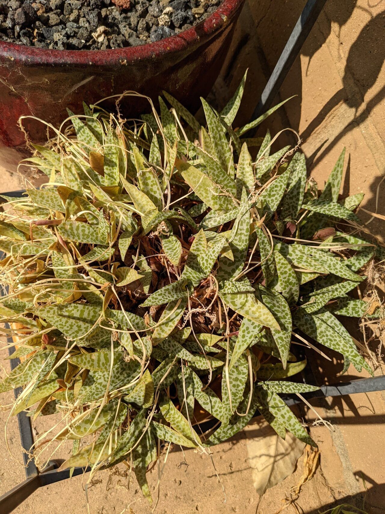 Care Diary: How to Grow Ledebouria socialis - Trex Plants