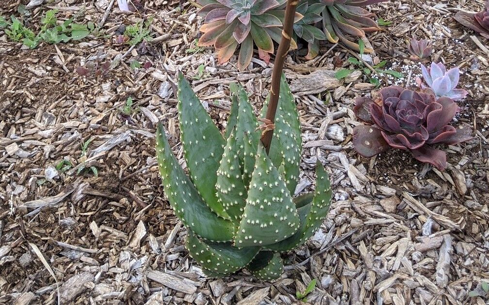 Care Diary: Aloe aculeata - Trex Plants