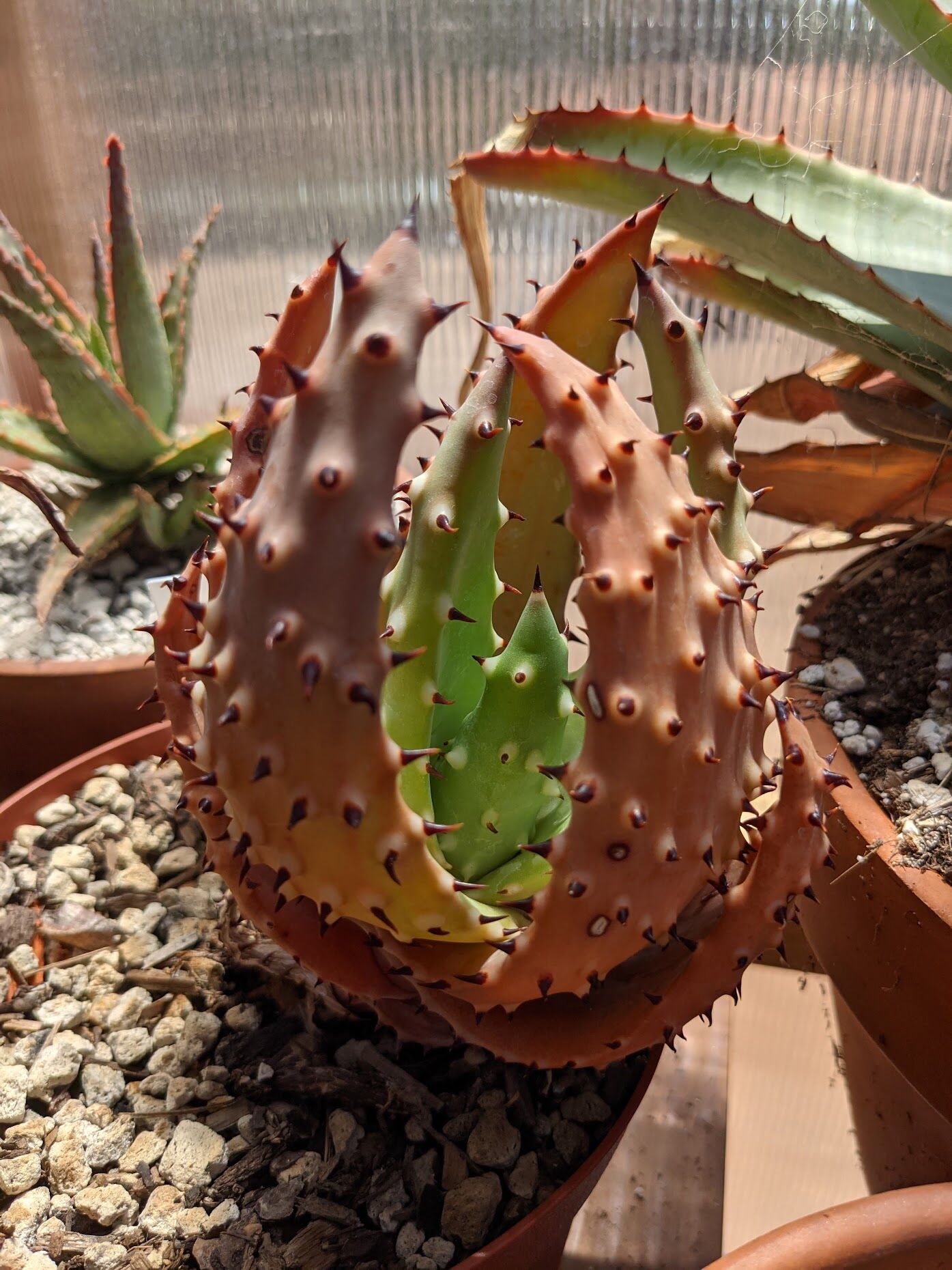 Care Diary: Aloe aculeata - Trex Plants